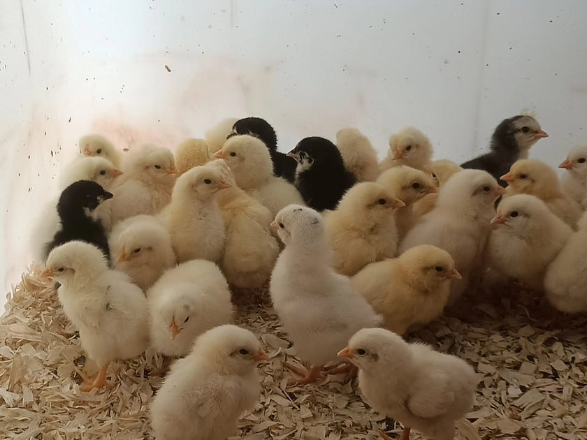 SMALL ANIMAL: POULTRY – Keysbrook Produce